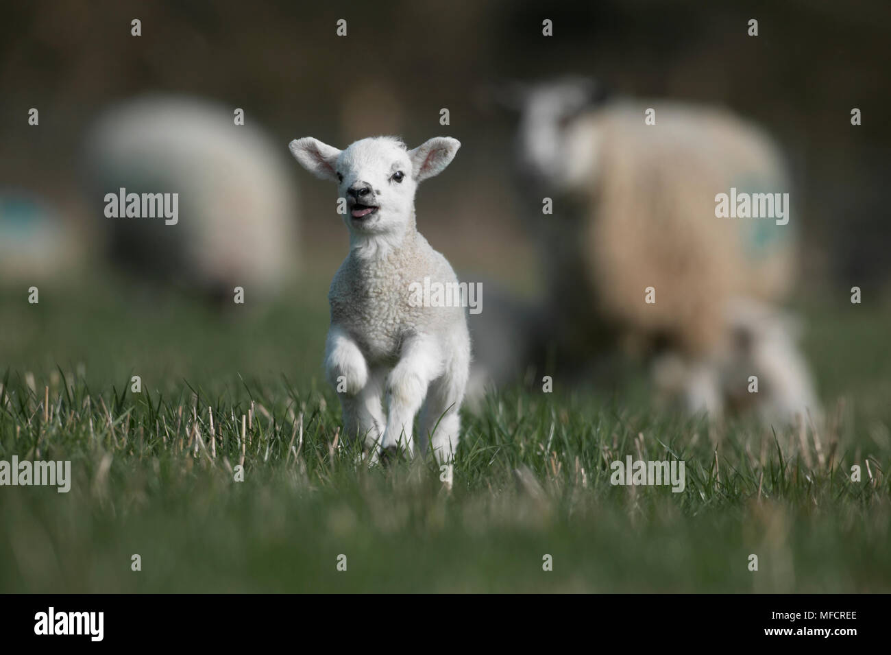 Spring lamb leaping hi-res stock photography and images - Alamy