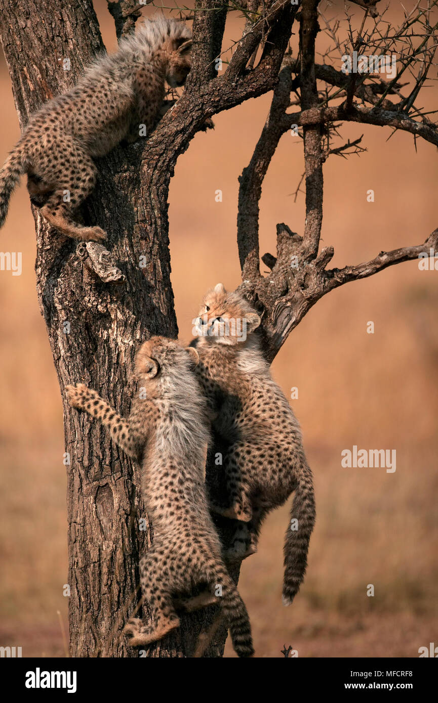CHEETAH three cubs playing in tree Acinonyx jubatus Masai Mara National ...