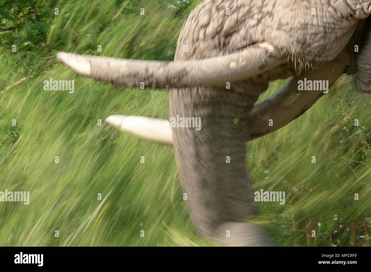 Marakele np hi-res stock photography and images - Alamy