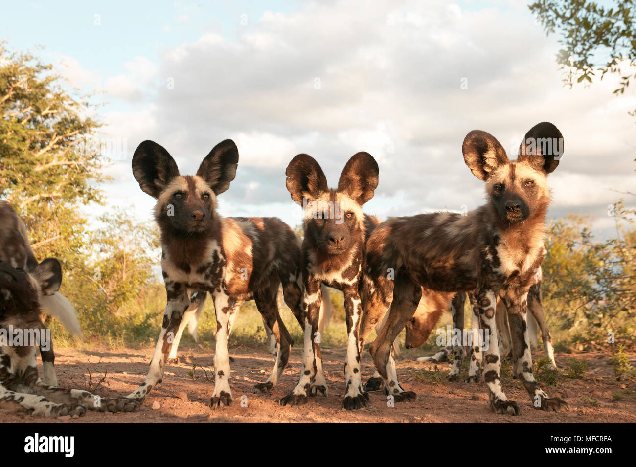 Dog groups hi-res stock photography and images - Alamy