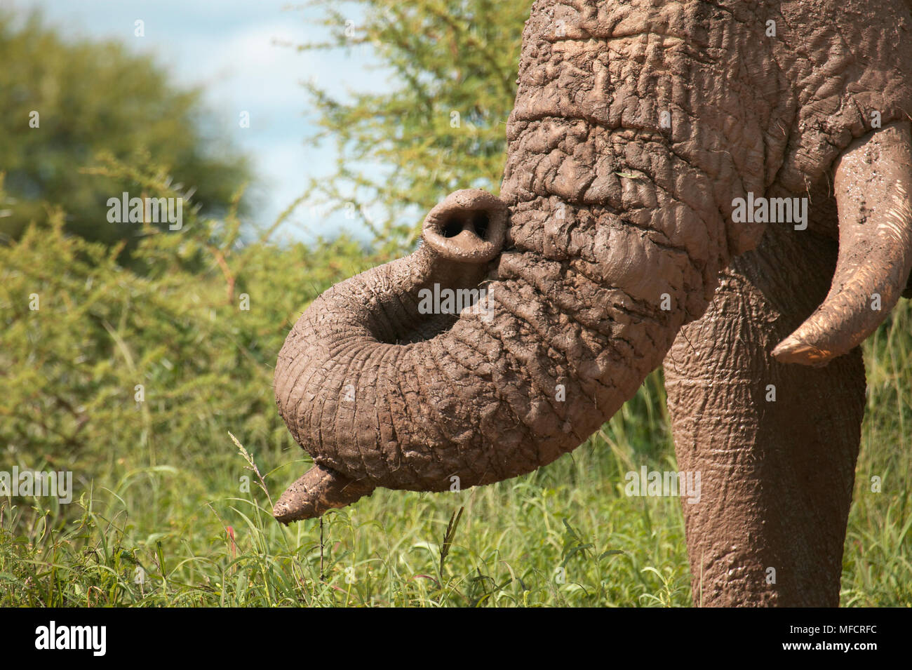 Marakele np hi-res stock photography and images - Alamy