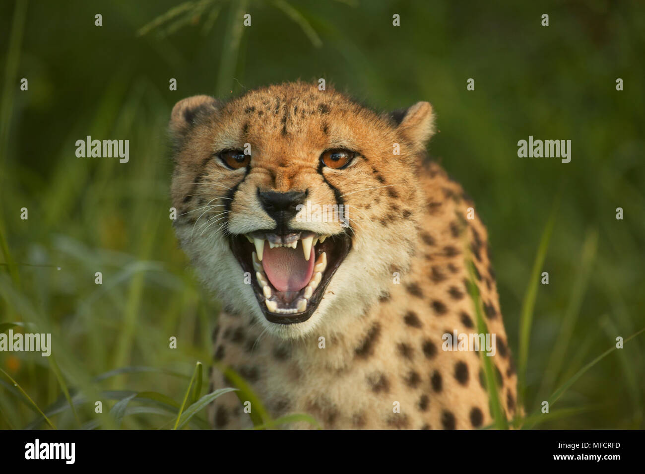 CHEETAH snarling Acinonyx jubatus South Africa Stock Photo - Alamy