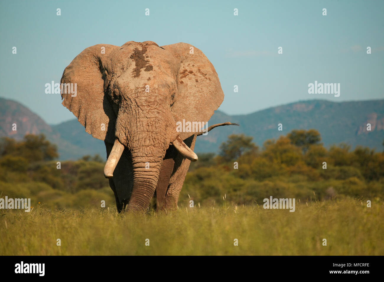 Marakele np hi-res stock photography and images - Alamy