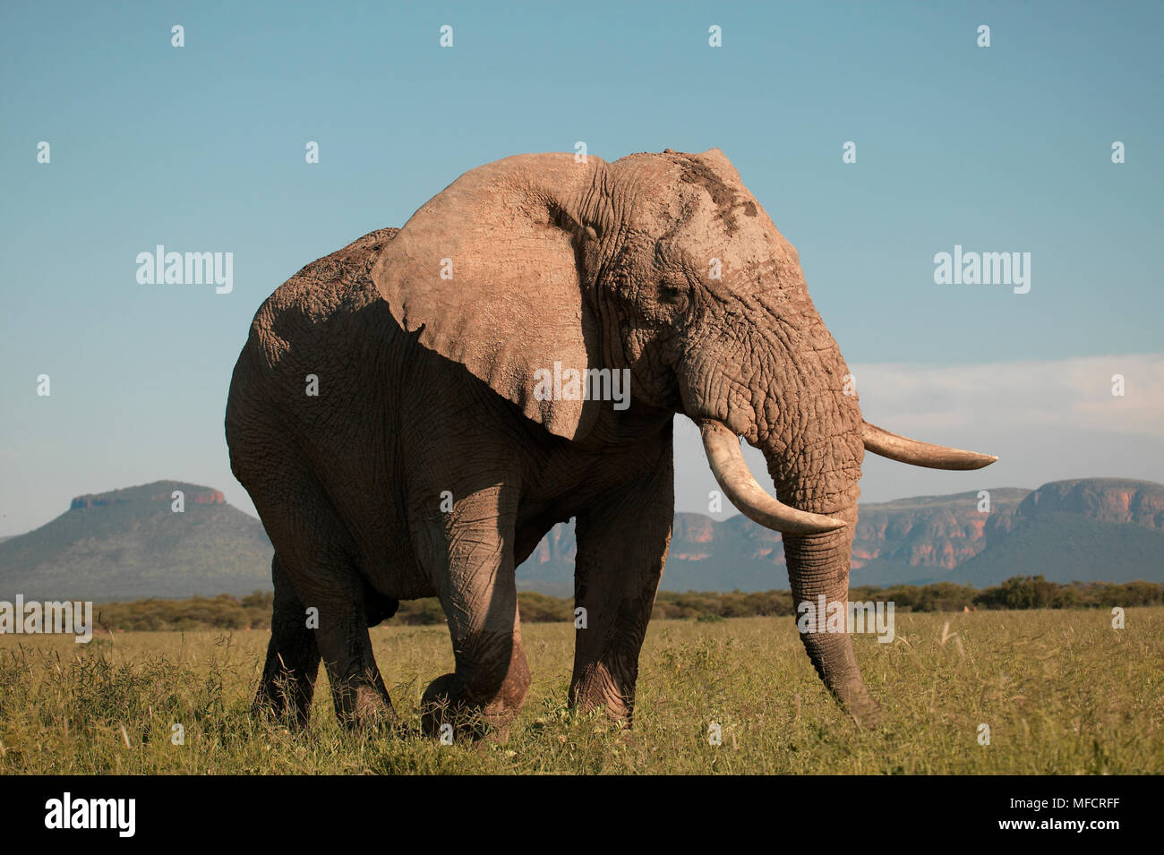 Marakele np hi-res stock photography and images - Alamy