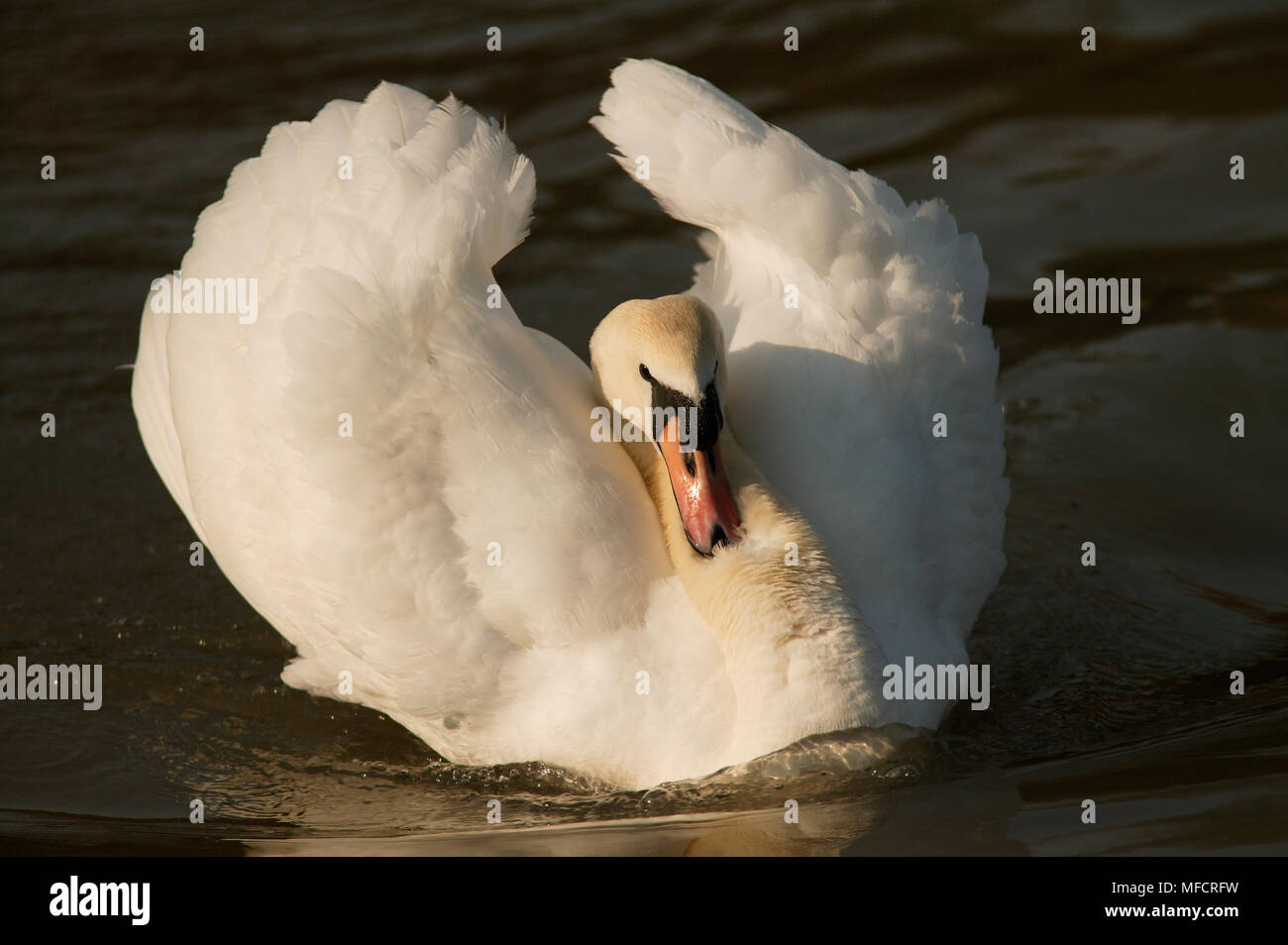 Male swans cobs hi-res stock photography and images - Alamy