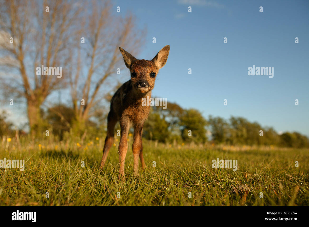 ROE DEER Capreolus capreolus 1 week old fawn left in grass by mother UK ...