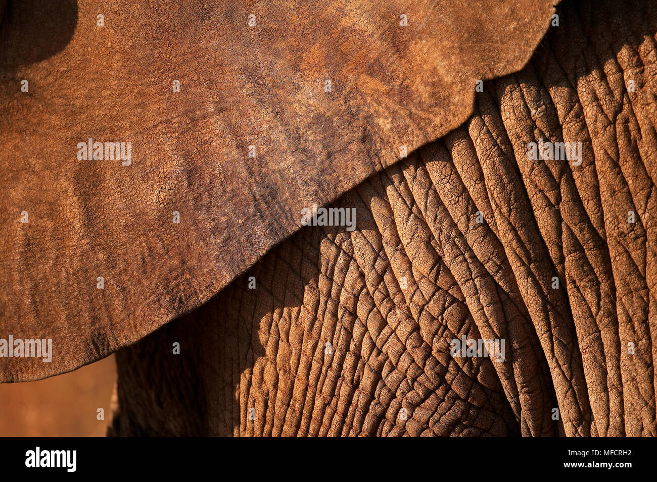 AFRICAN ELEPHANT ear and hide detail Loxodonta africana Samburu, Kenya ...