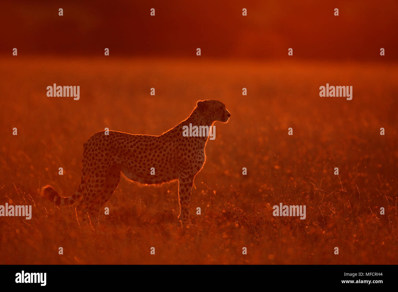 CHEETAH at sunset Acinonyx jubatus Masai Mara National Reserve, Kenya ...