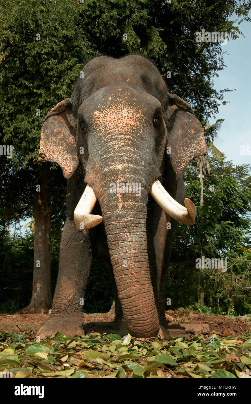 SRI LANKAN or CEYLON ELEPHANT old bull Elaphus maximus maximus ...