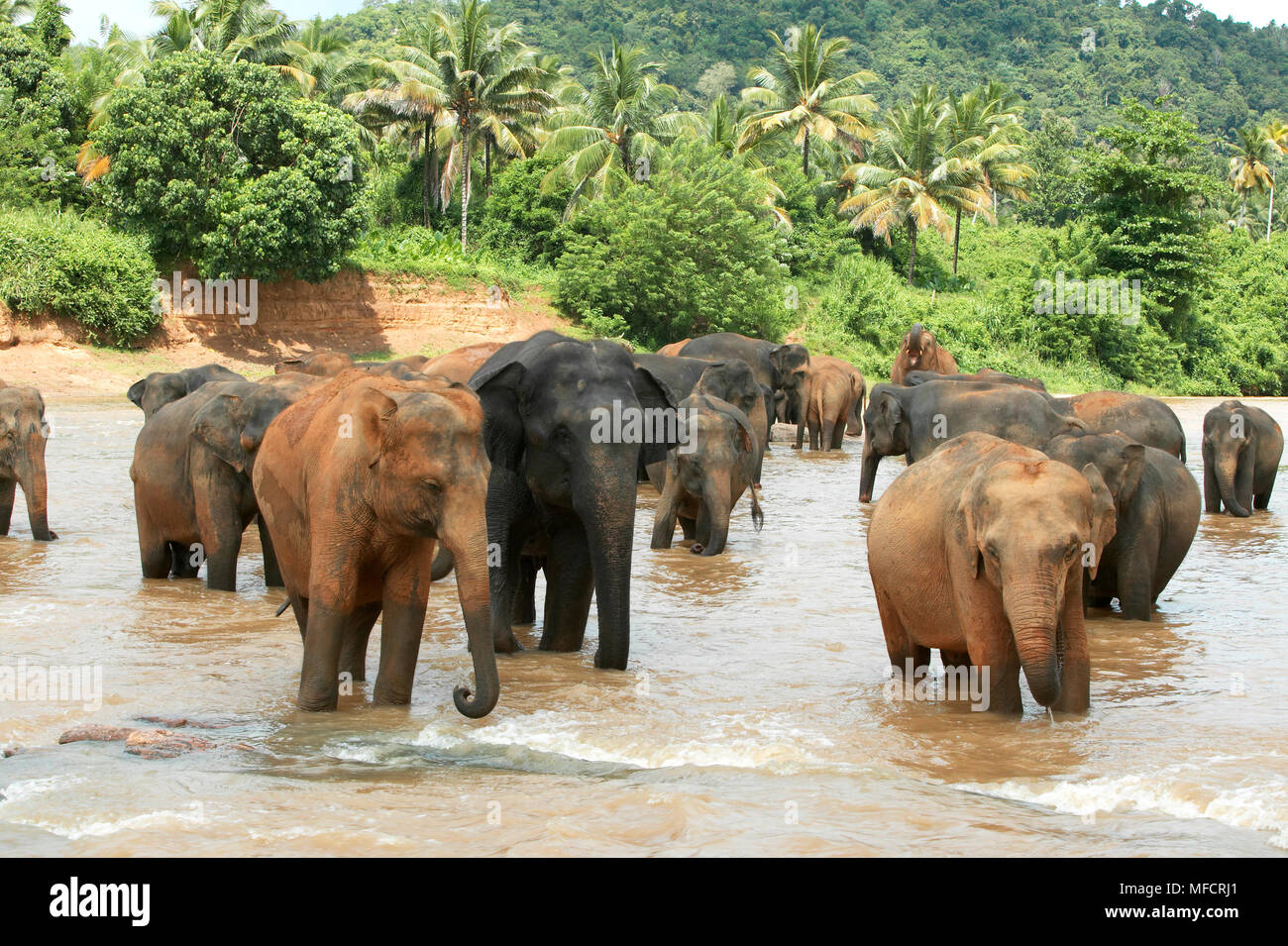 SRI LANKAN or CEYLON ELEPHANTS in river Elaphus maximus maximus ...