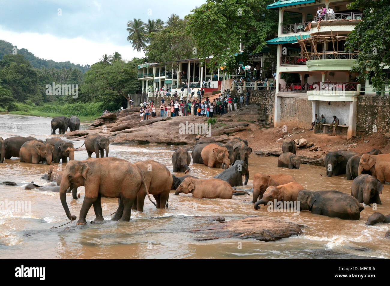 SRI LANKAN or CEYLON ELEPHANTS Elaphus maximus maximus being watched by ...