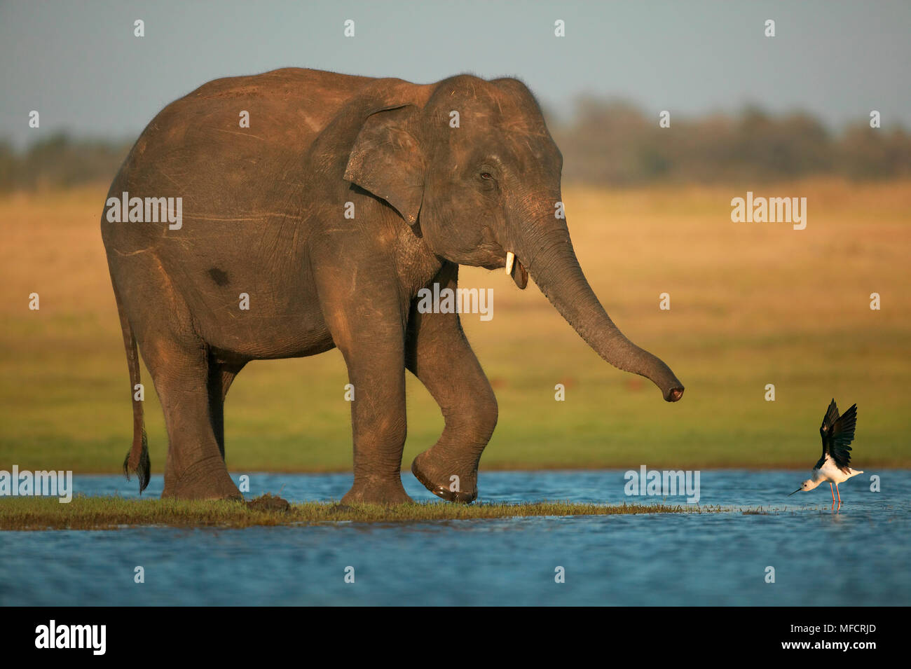 SRI LANKAN or CEYLON ELEPHANT Elaphus maximus maximus with aggressive ...