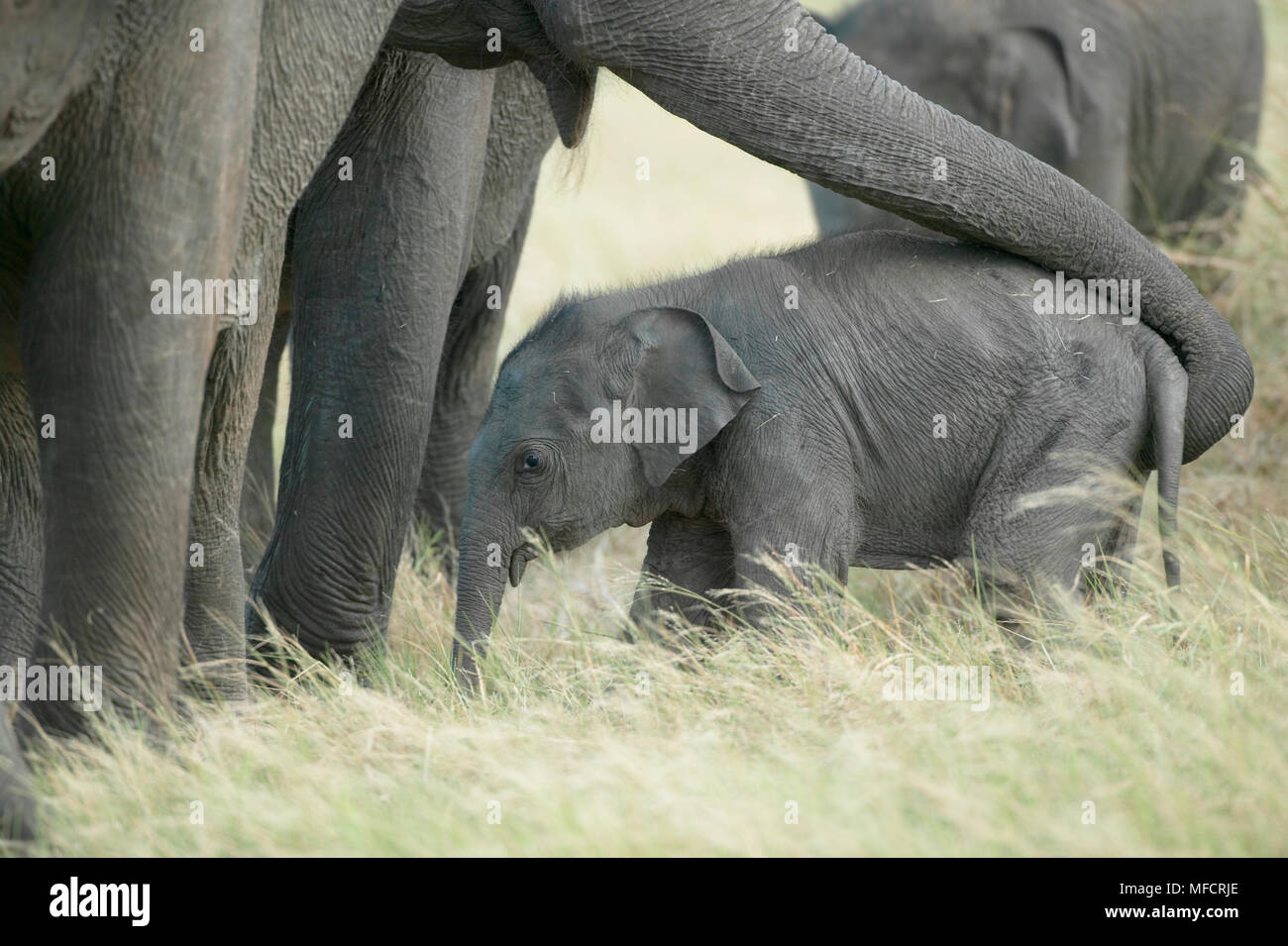SRI LANKAN or CEYLON ELEPHANT calf Elaphus maximus maximus being ...