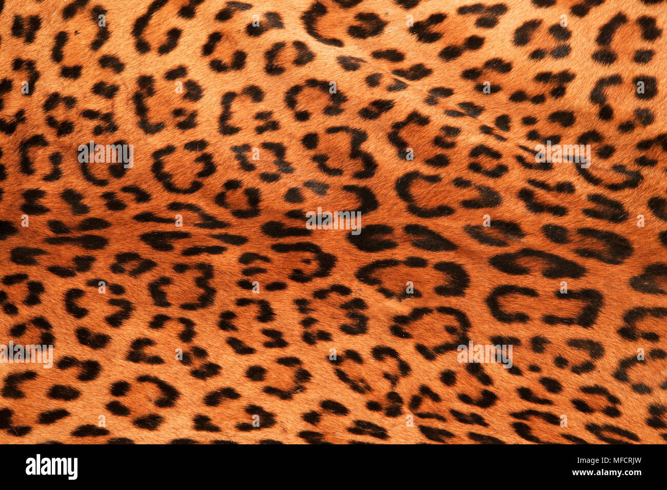 ASIAN LEOPARD coat showing markings Panthera pardus kotiya (skin from ...