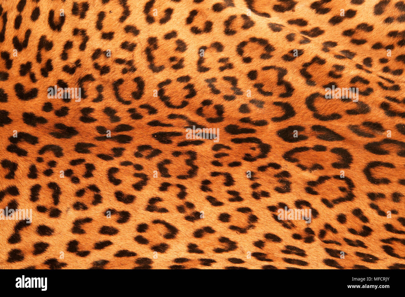 Leopards skin hi-res stock photography and images - Alamy