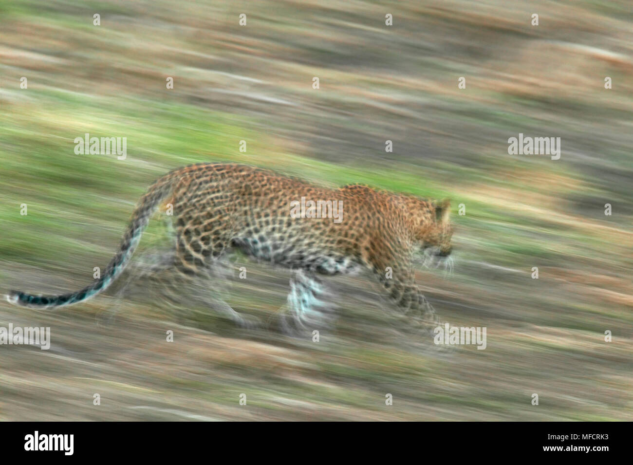 Leopard running sri lanka hi-res stock photography and images - Alamy