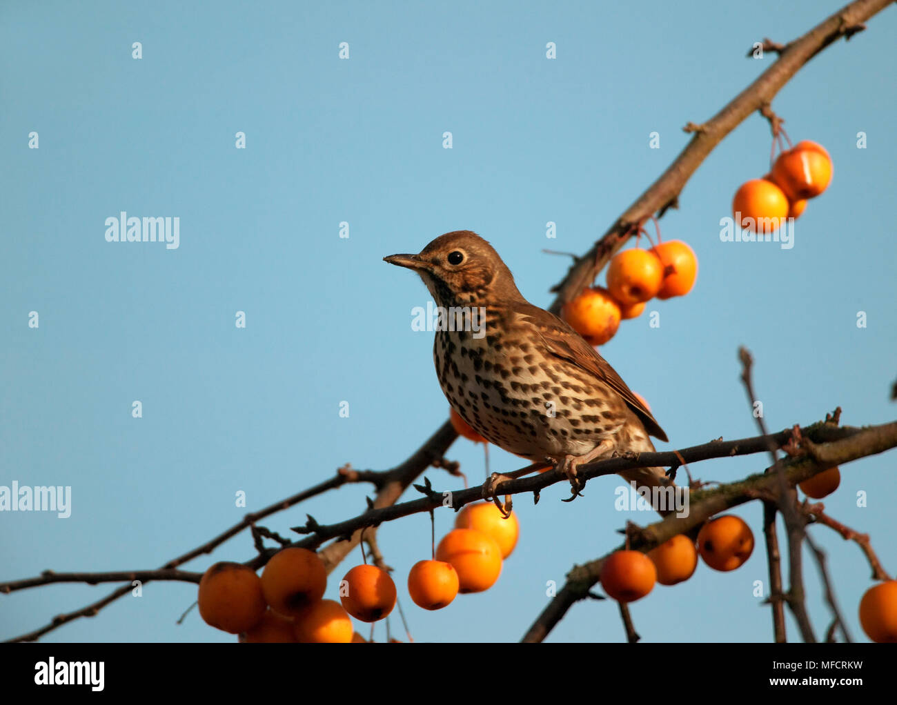 Song thrush english british garden bird hi-res stock photography and ...