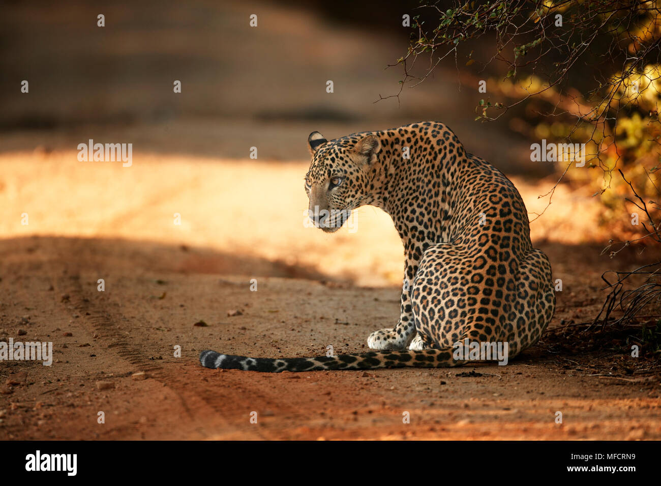 ASIAN LEOPARD on road Panthera pardus kotiya Yala National Park, Sri ...