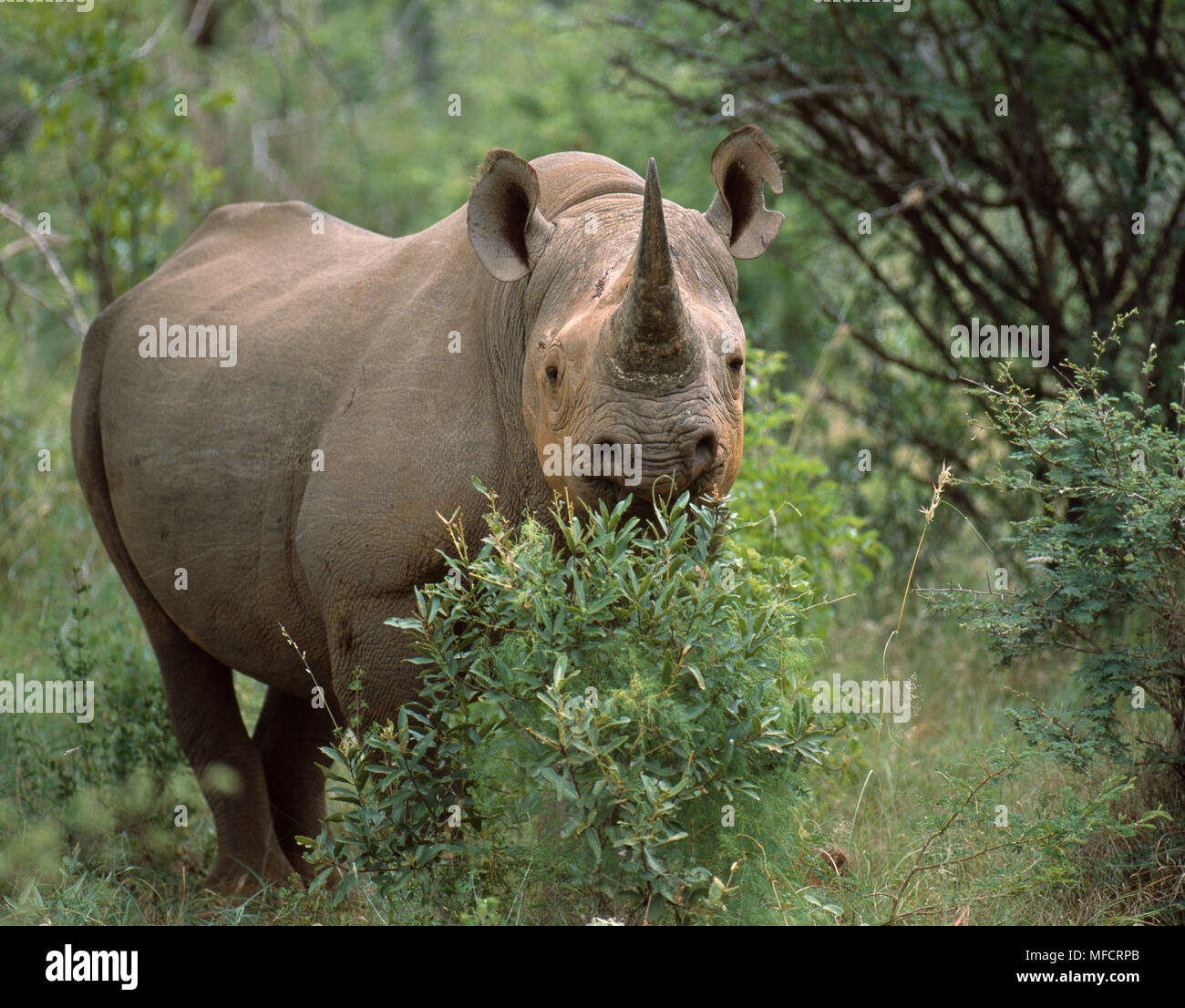 Marakele np hi-res stock photography and images - Alamy