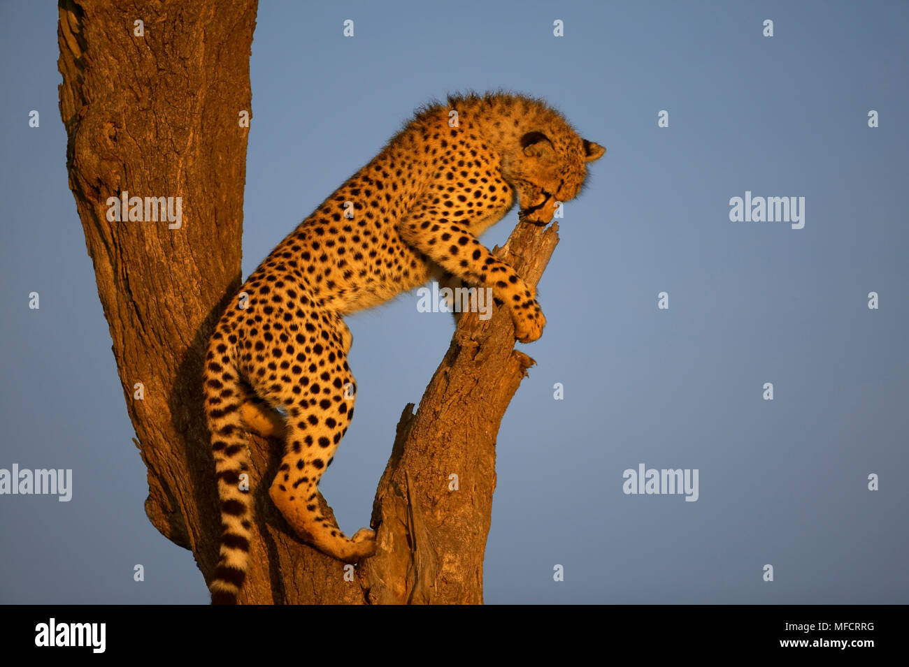 CHEETAH cub in tree Acinonyx jubatus Masai Mara Game Reserve, Kenya ...
