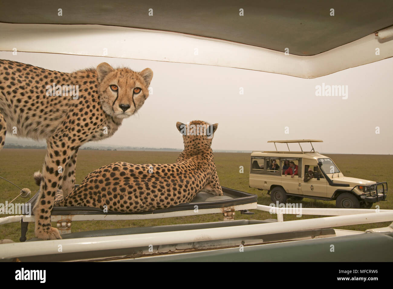 Cheetah on safari vehicle hi-res stock photography and images - Alamy