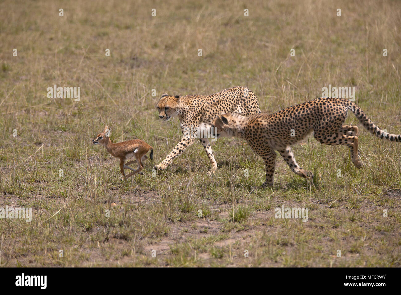 CHEETAH cubs with thomson gazelle fawn Acinonyx jubatus caught by ...