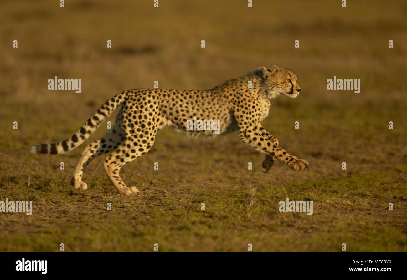 Young cheetahs running hi-res stock photography and images - Alamy