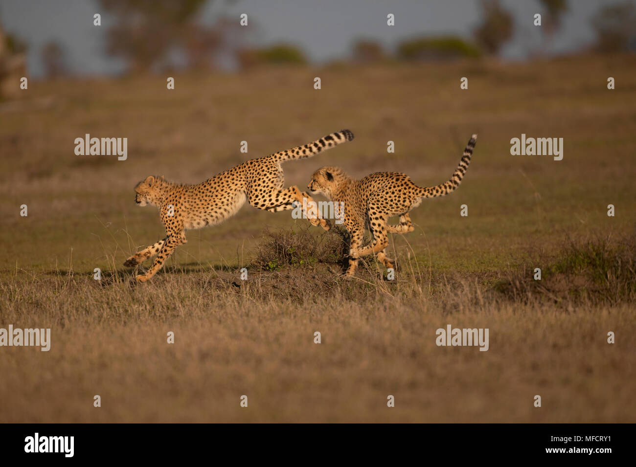 Running young cheetahs hi-res stock photography and images - Alamy