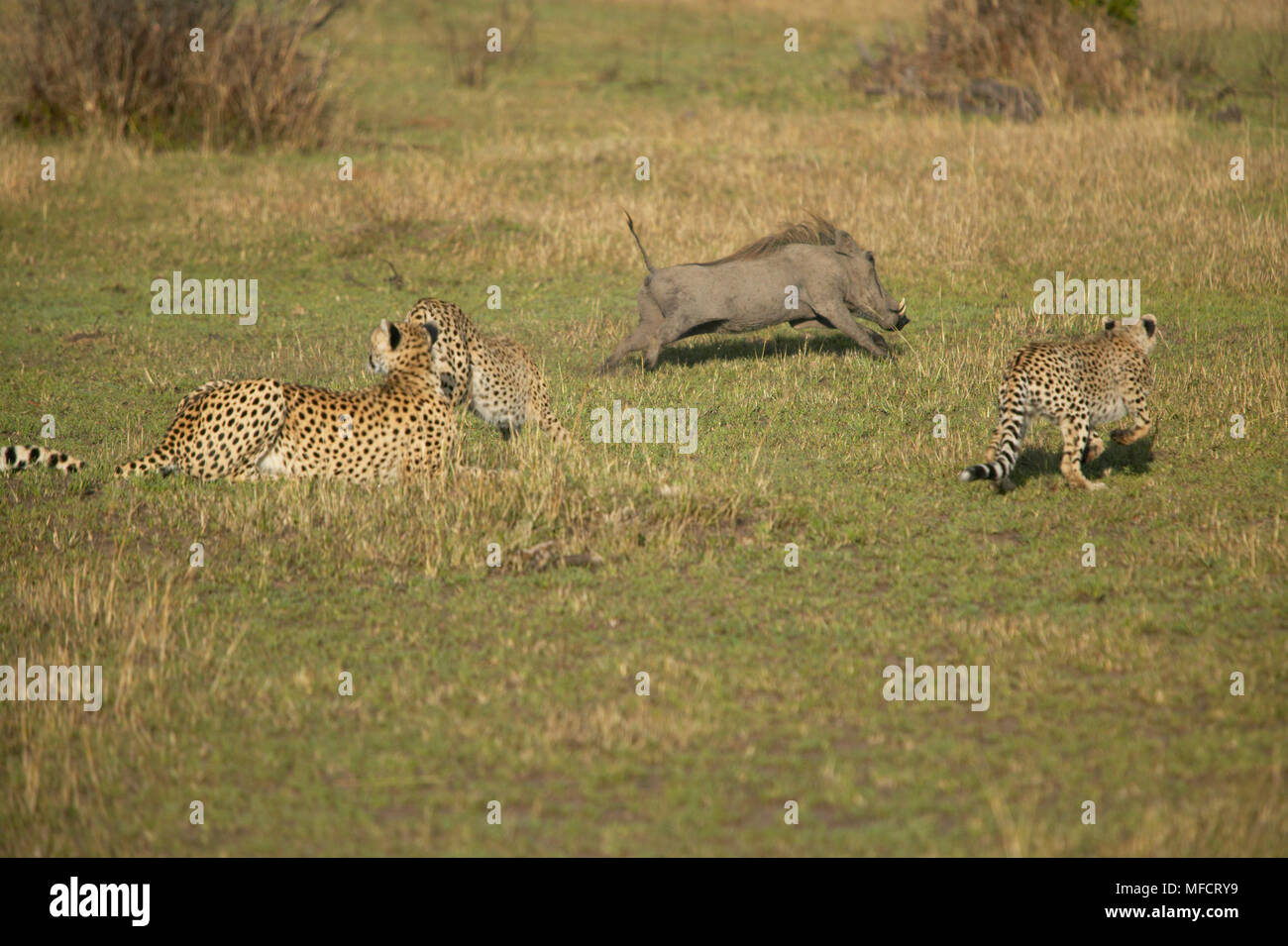 Warthog cheetah hi-res stock photography and images - Alamy