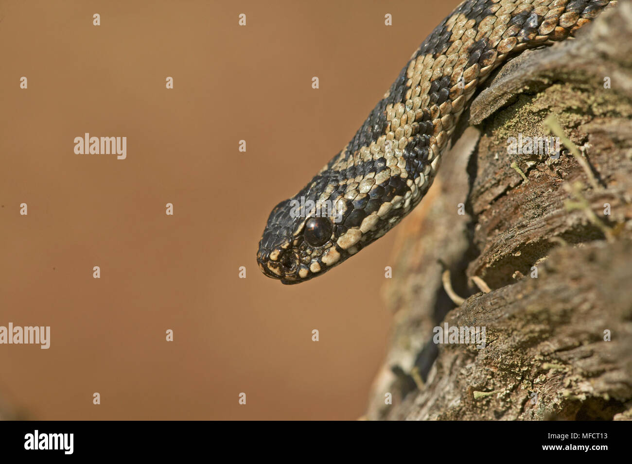 Common adders head hi-res stock photography and images - Alamy