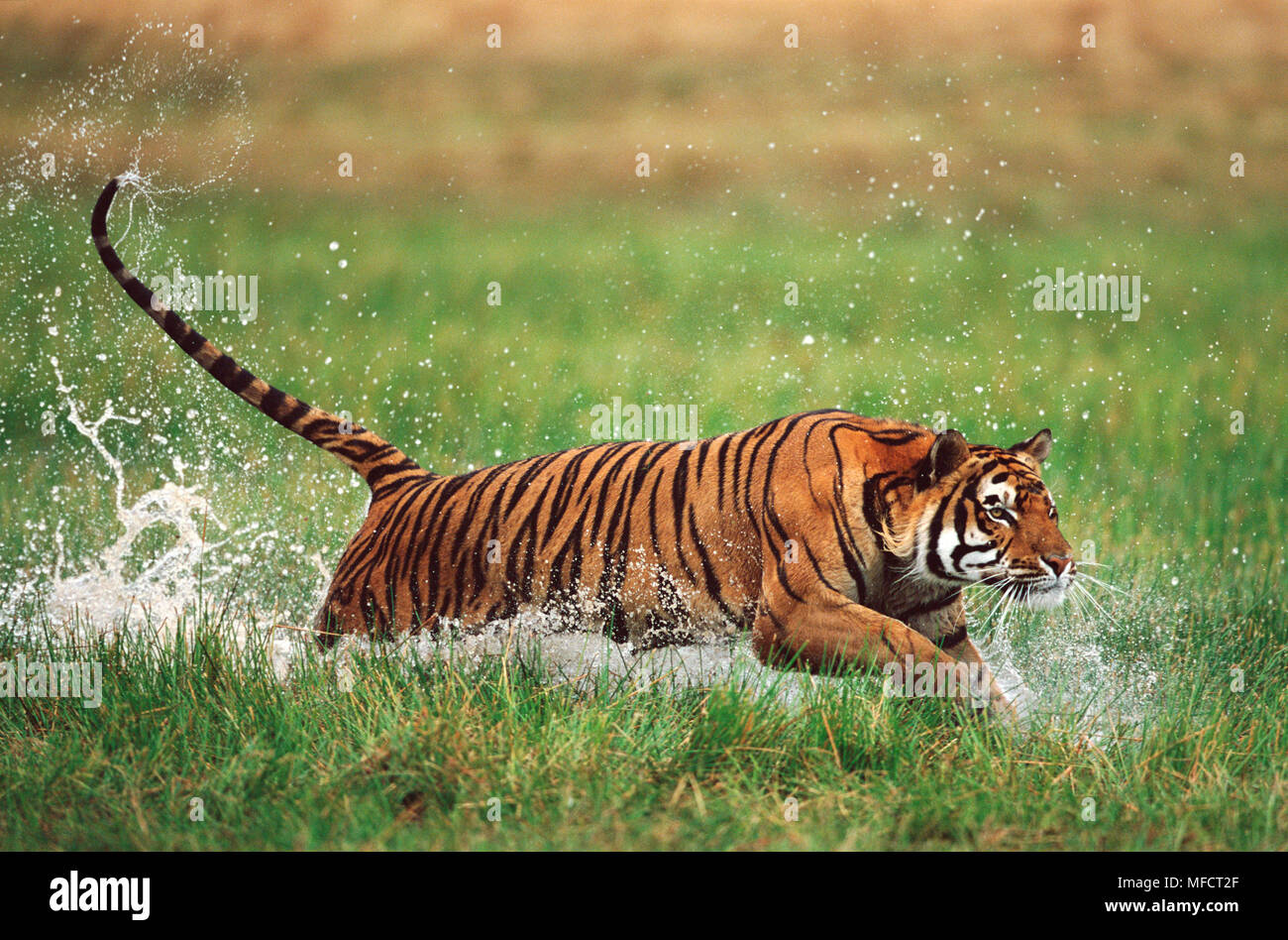 BENGAL TIGER Panthera tigris charging through water Stock Photo - Alamy
