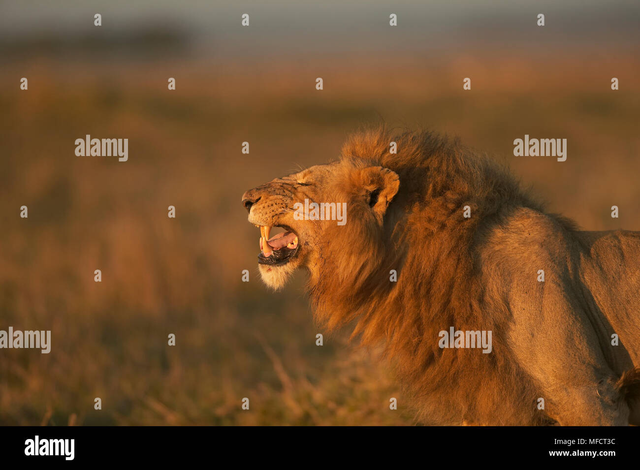 AFRICAN LION male Panthera leo showing flehmen gesture Masai Mara ...