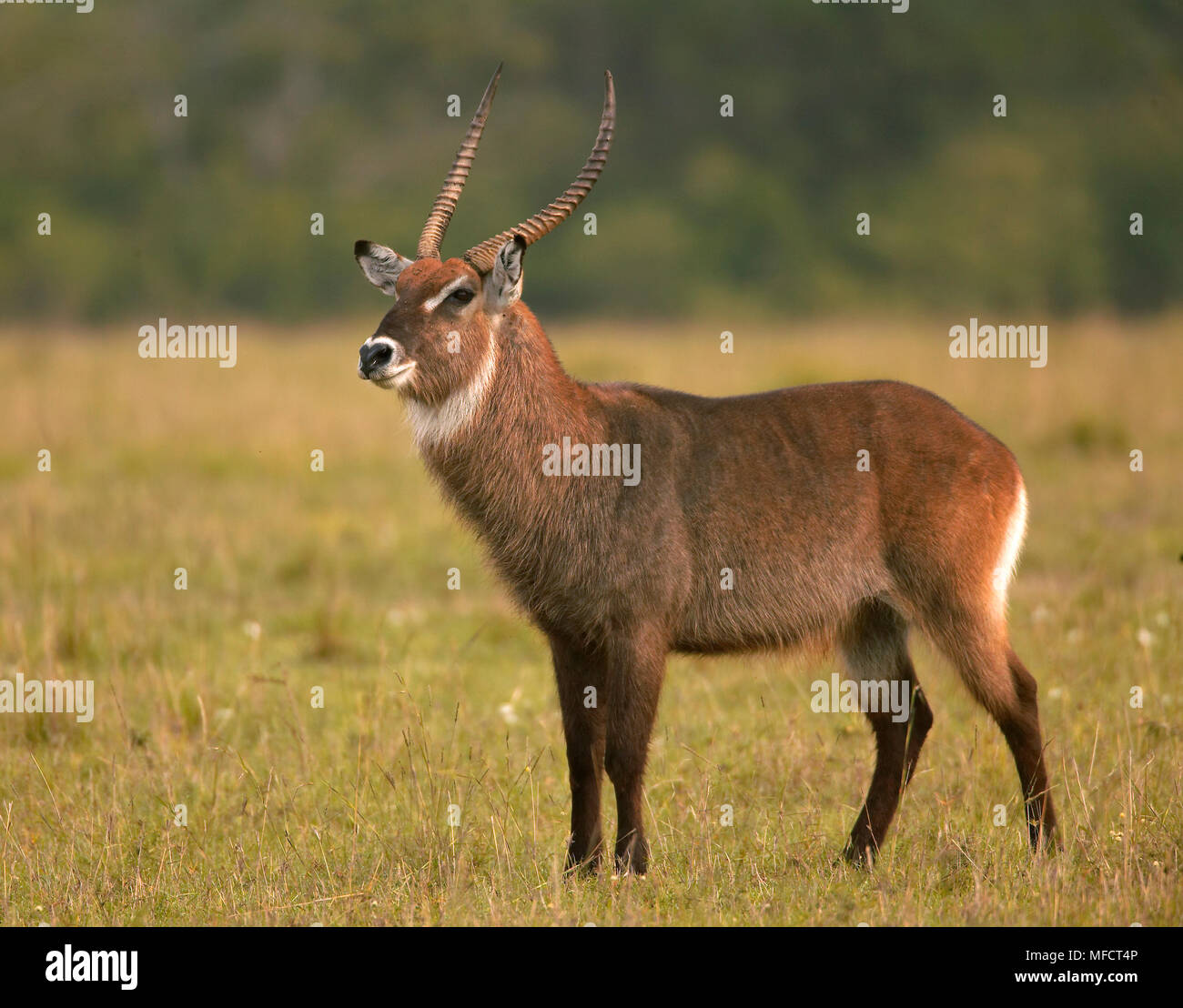 WATERBUCK male Kobus ellipsiprymnus Masai Mara National Reserve, Kenya ...
