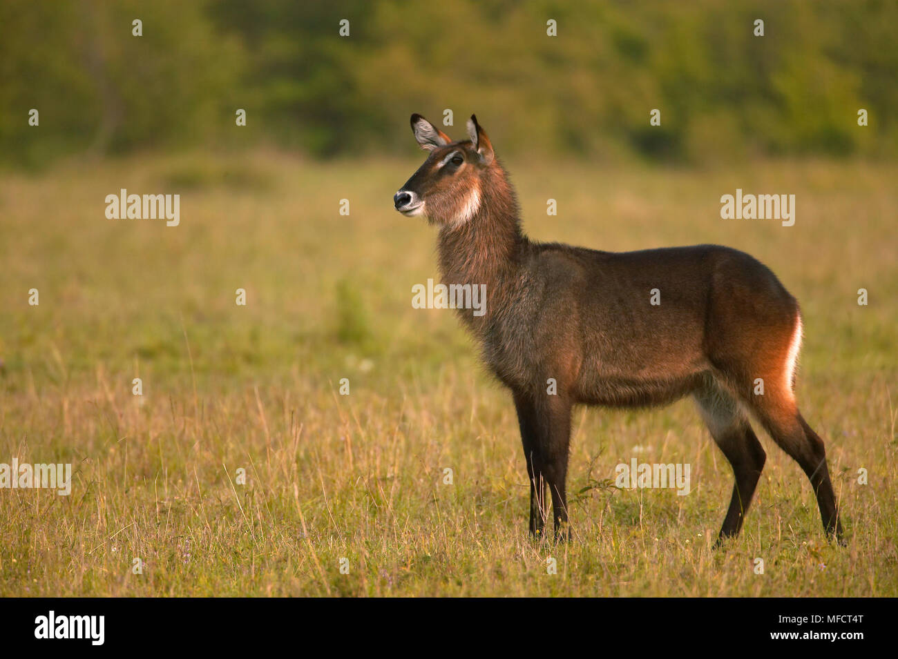 WATERBUCK female Kobus ellipsiprymnus Masai Mara National Reserve ...