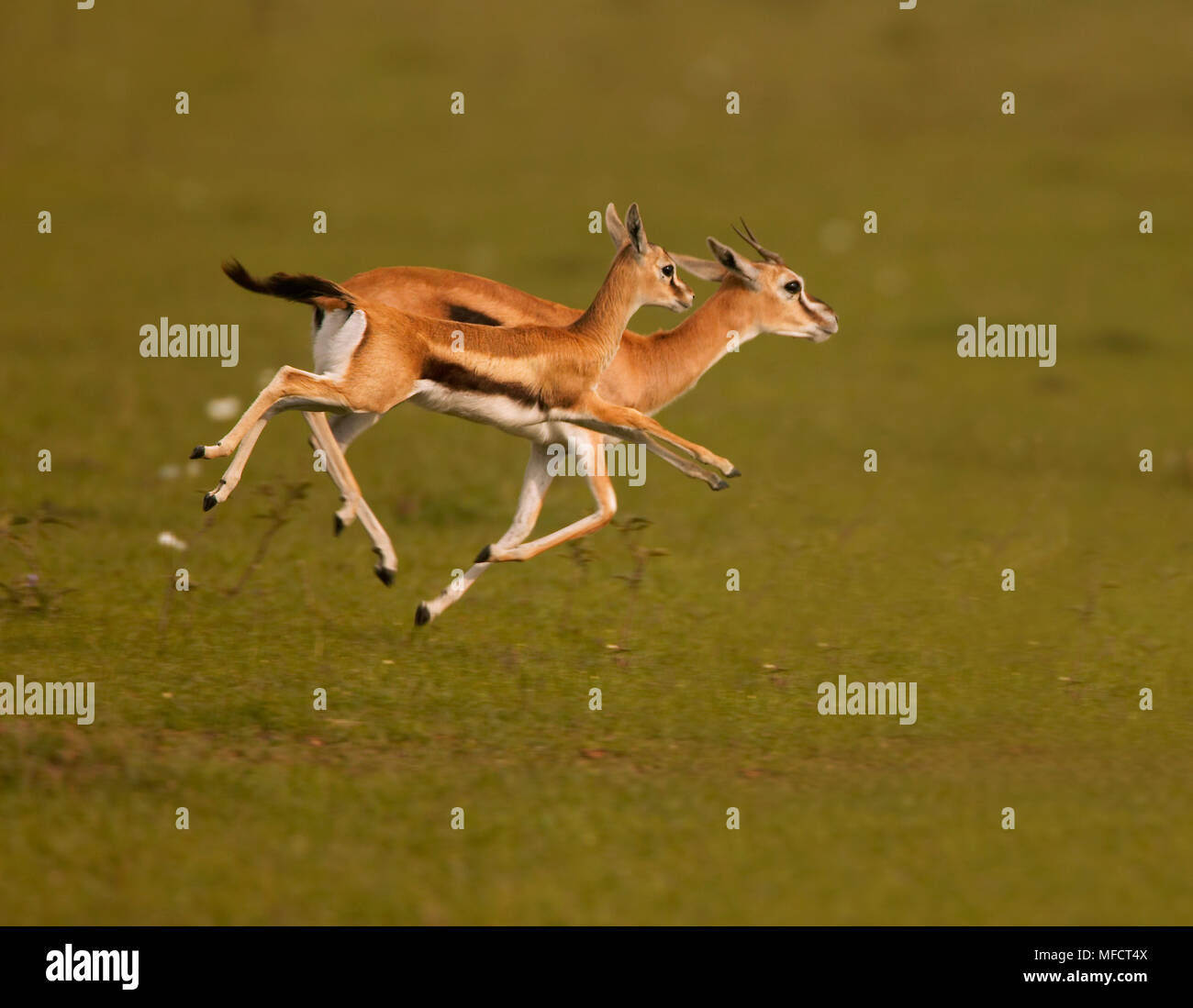 THOMSONS GAZELLE female and young running Gazella thomsonii Masai Mara ...