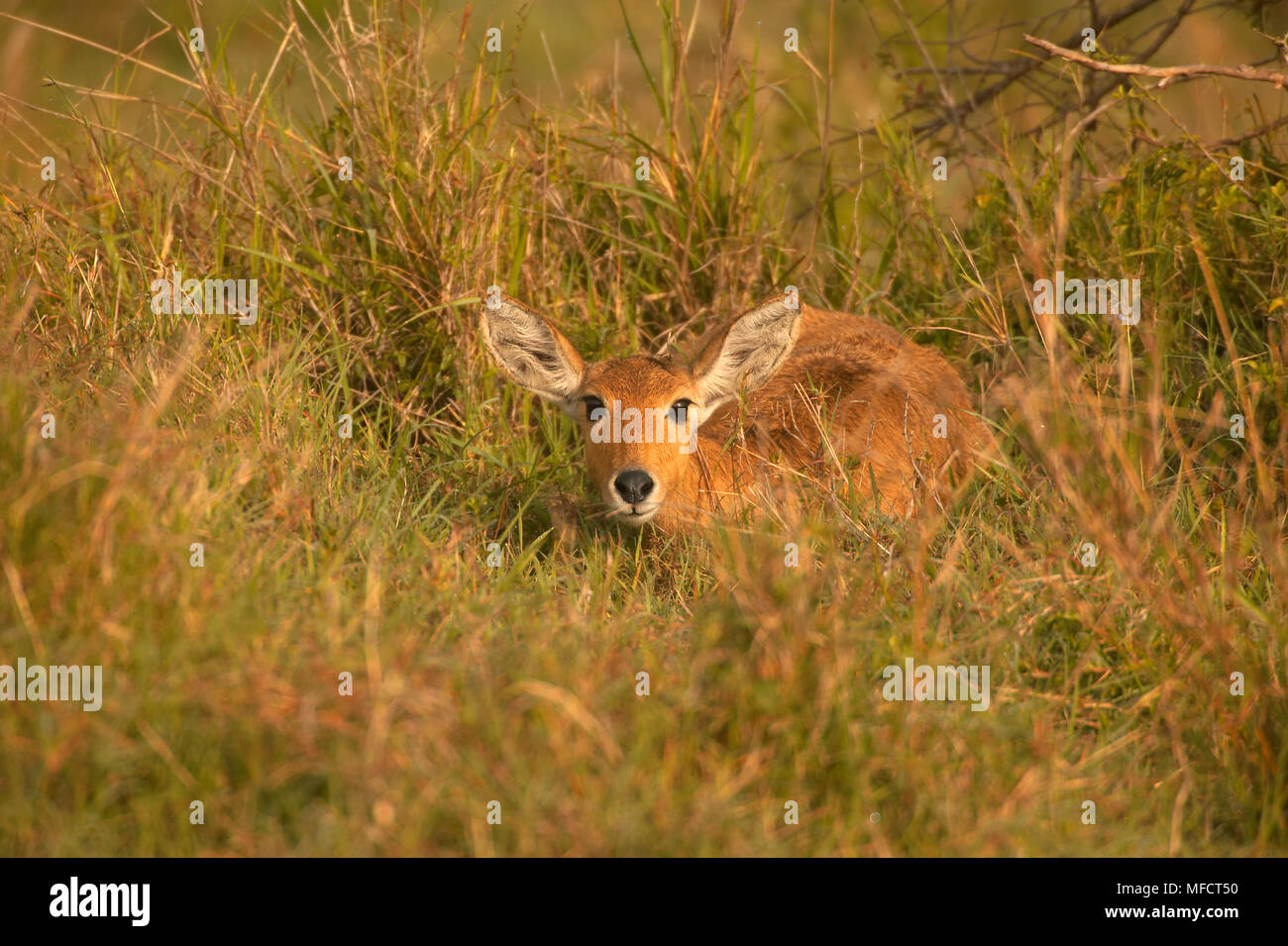 BUSHBUCK female hiding Tragelaphus scriptus Masai Mara National Reserve ...