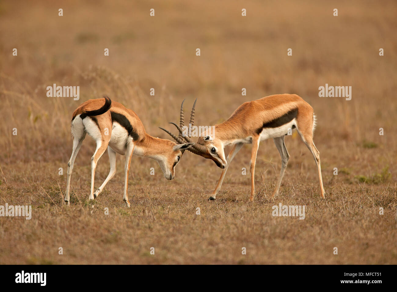 THOMSONS GAZELLE males fighting Gazella thomsonii Masai Mara National ...