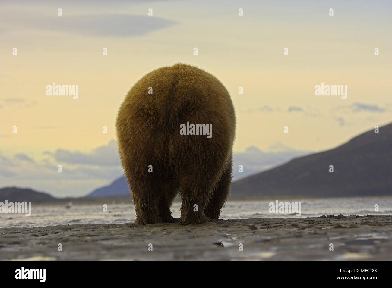 AMERICAN BROWN or GRIZZLY BEAR rear view Ursus arctos horribilis Katmai ...