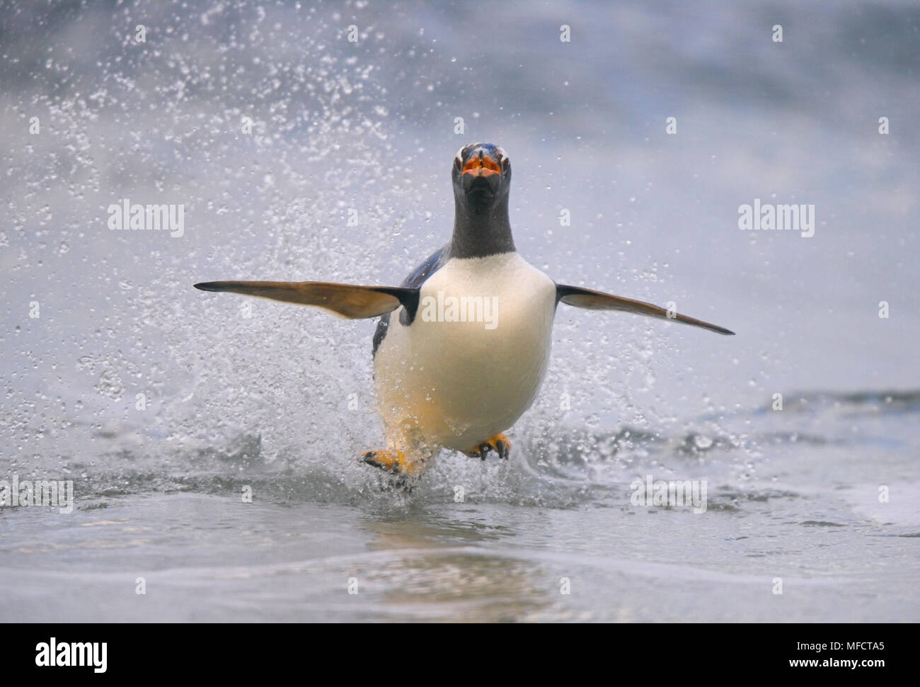 Penguin jumping landing hi-res stock photography and images - Alamy