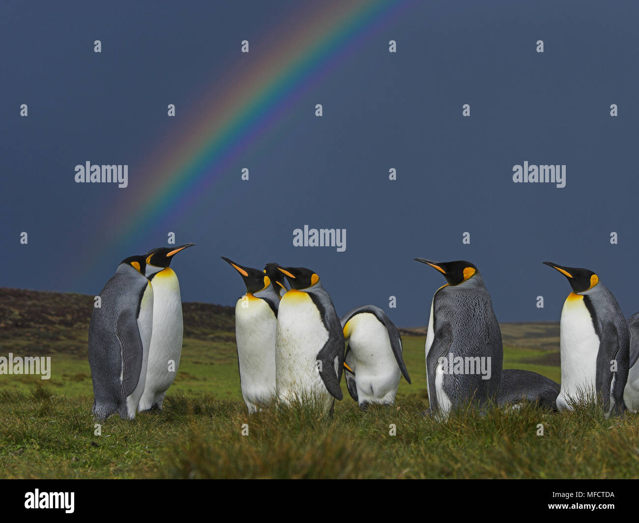 Penguin rainbow hi-res stock photography and images - Alamy