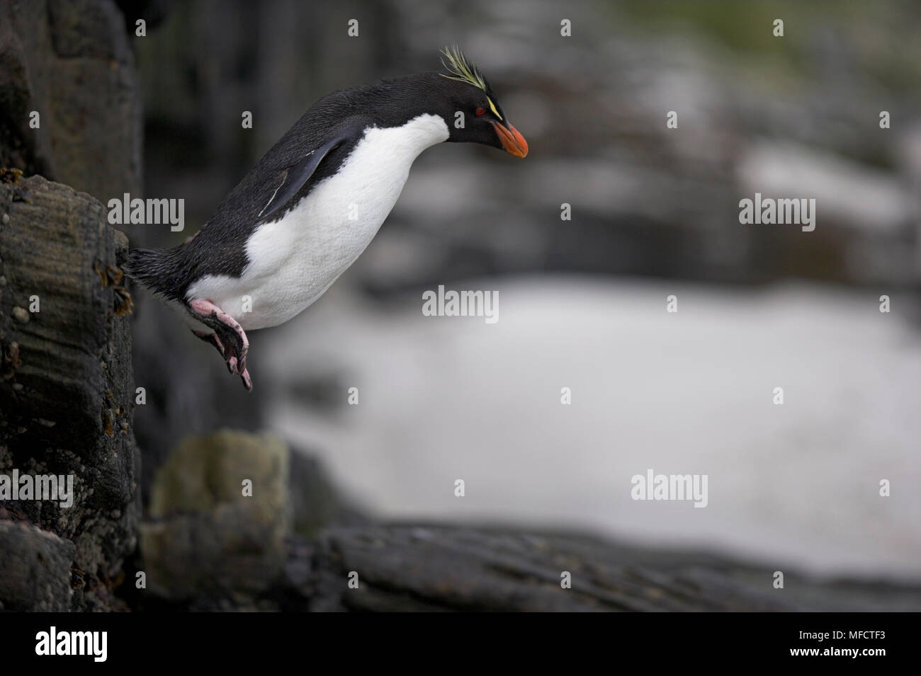 ROCKHOPPER PENGUIN Eudyptes chrysocome chrsocome jumping from rocks ...