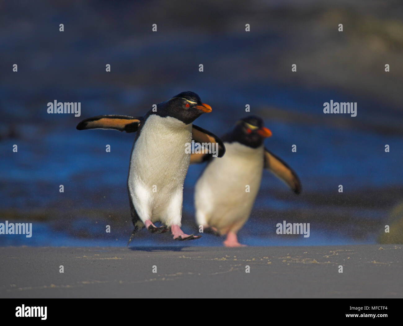Rockhopper penguins jumping hi-res stock photography and images - Alamy