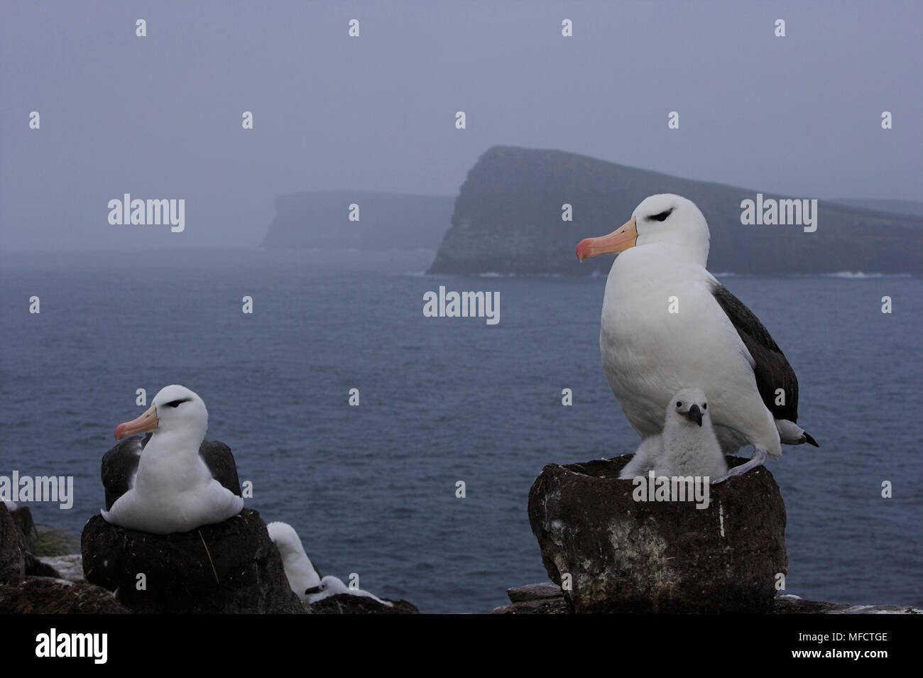 BLACK-BROWED ALBATROSS Thalassarche melanophris in nest colony during ...