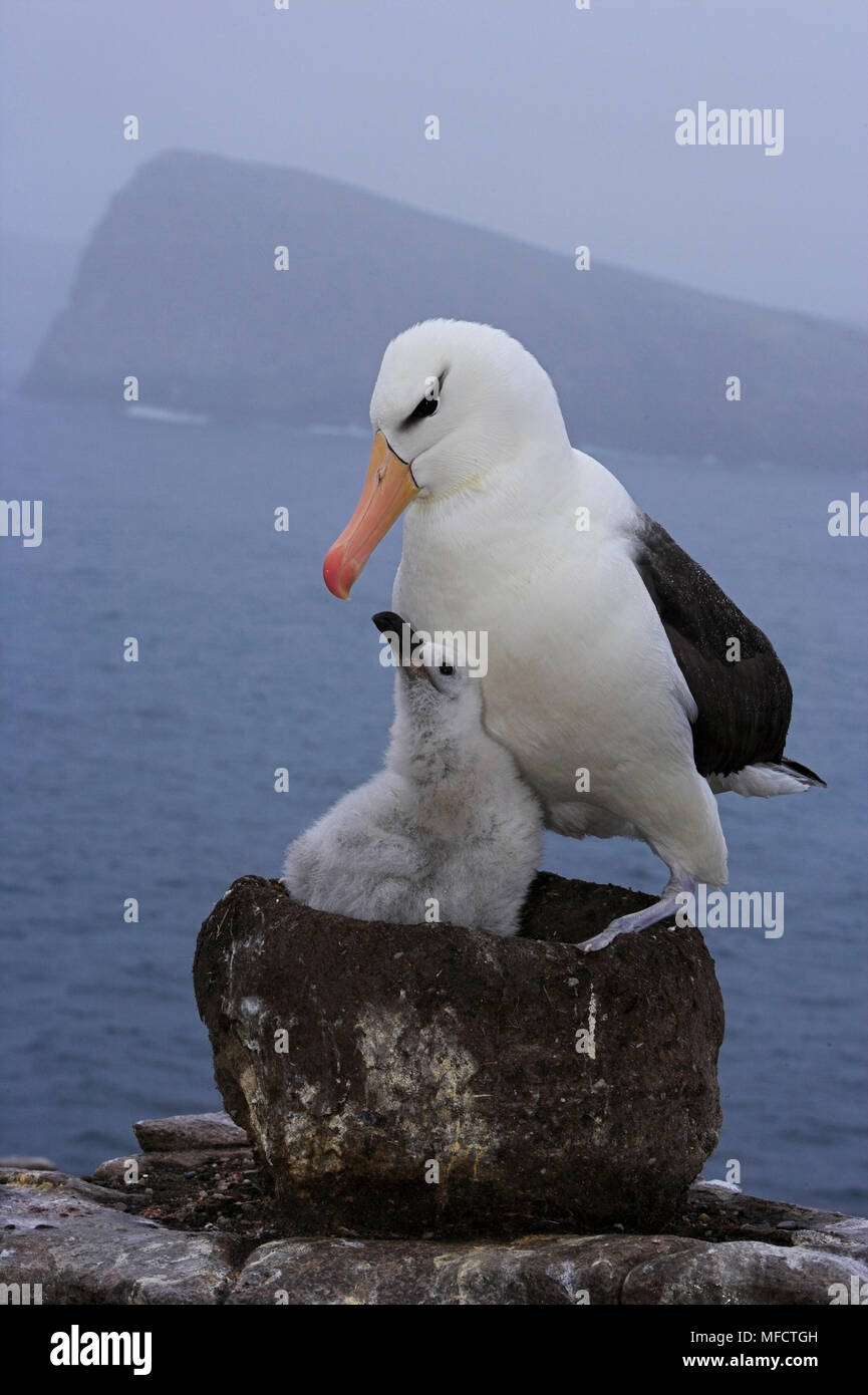 Heavy nests hi-res stock photography and images - Alamy