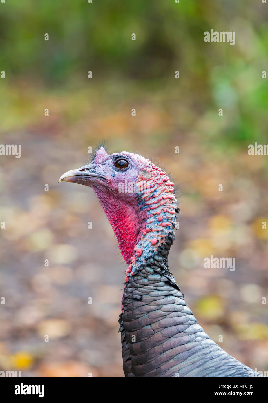 Portrait of a Domestic (Wild) Turkey - Meleagris Gallopavo Stock Photo ...