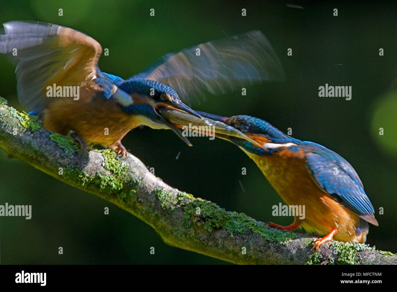 KINGFISHER feeding young Alcedo atthis UK Stock Photo - Alamy