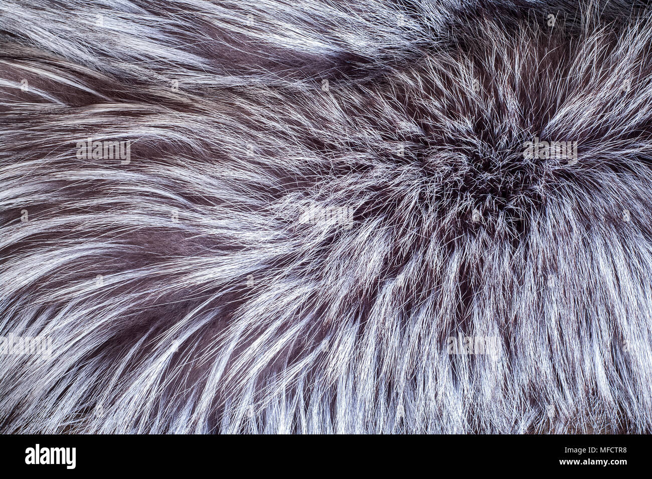 Silver natural Animal fur texture background closeup Stock Photo - Alamy
