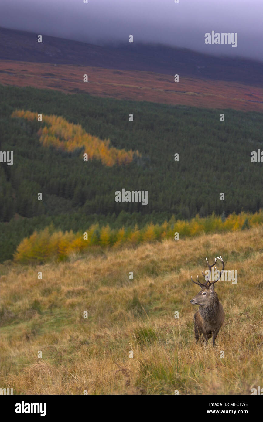 RED DEER Cervus elaphus stag in habitat (regen forest) Scottish ...