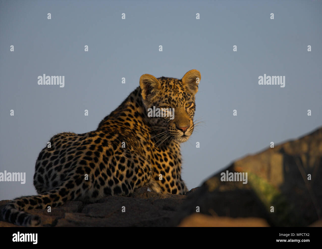Leopard in morning light hi-res stock photography and images - Alamy