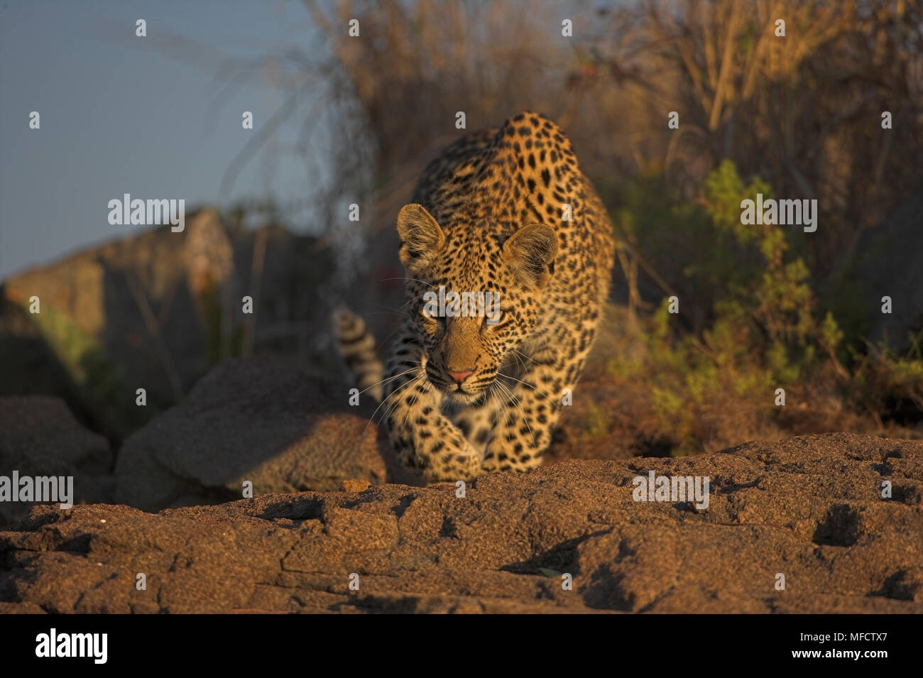 AFRICAN LEOPARD stalking Panthera pardus South Africa Stock Photo - Alamy